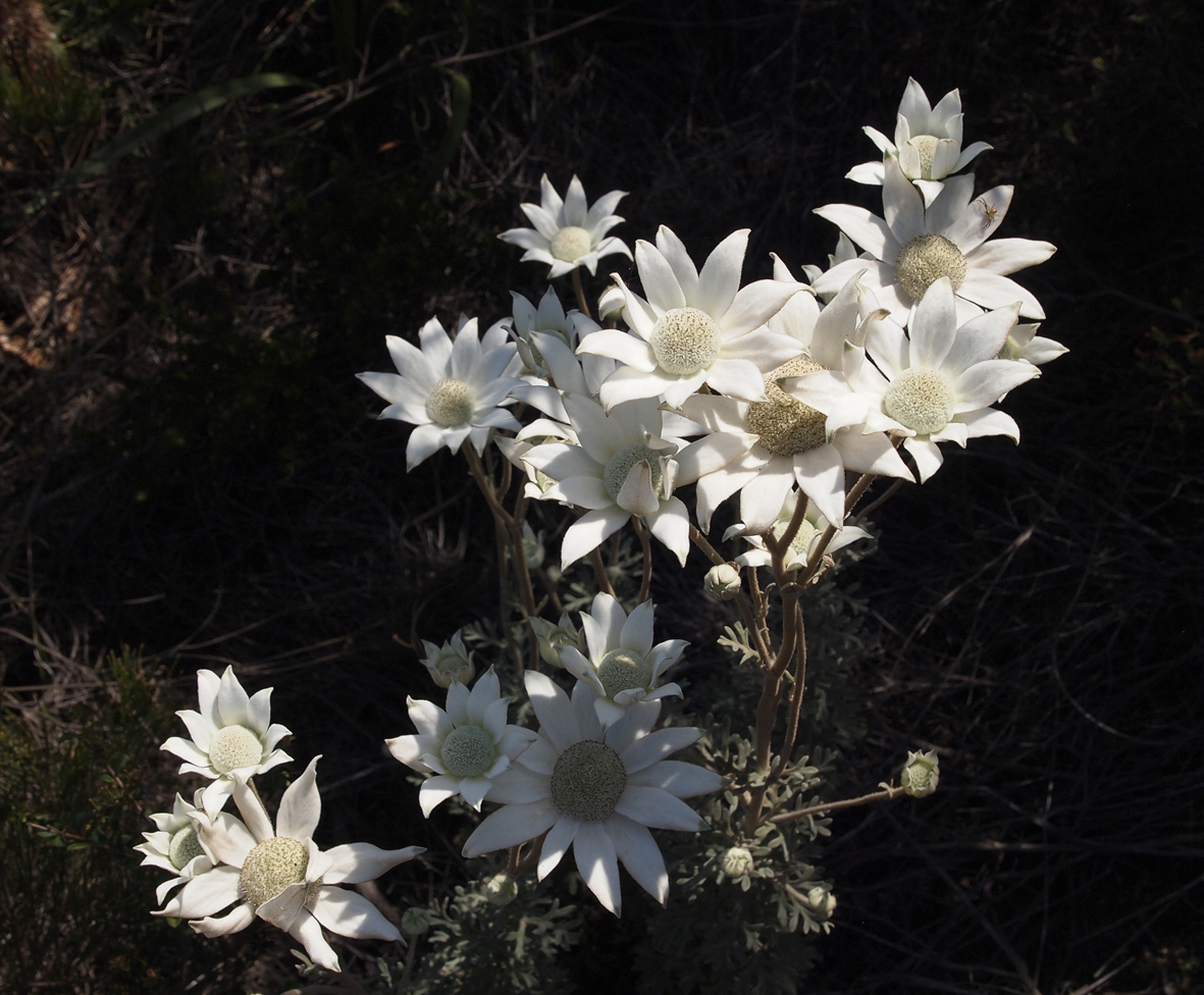 23 Sept Yuraygir National Park Flowers | wotwedid